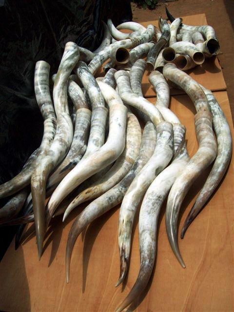 Buy Polished Paired Cow Horn from Basic Agro Tech Nig Ltd, Nigeria ...