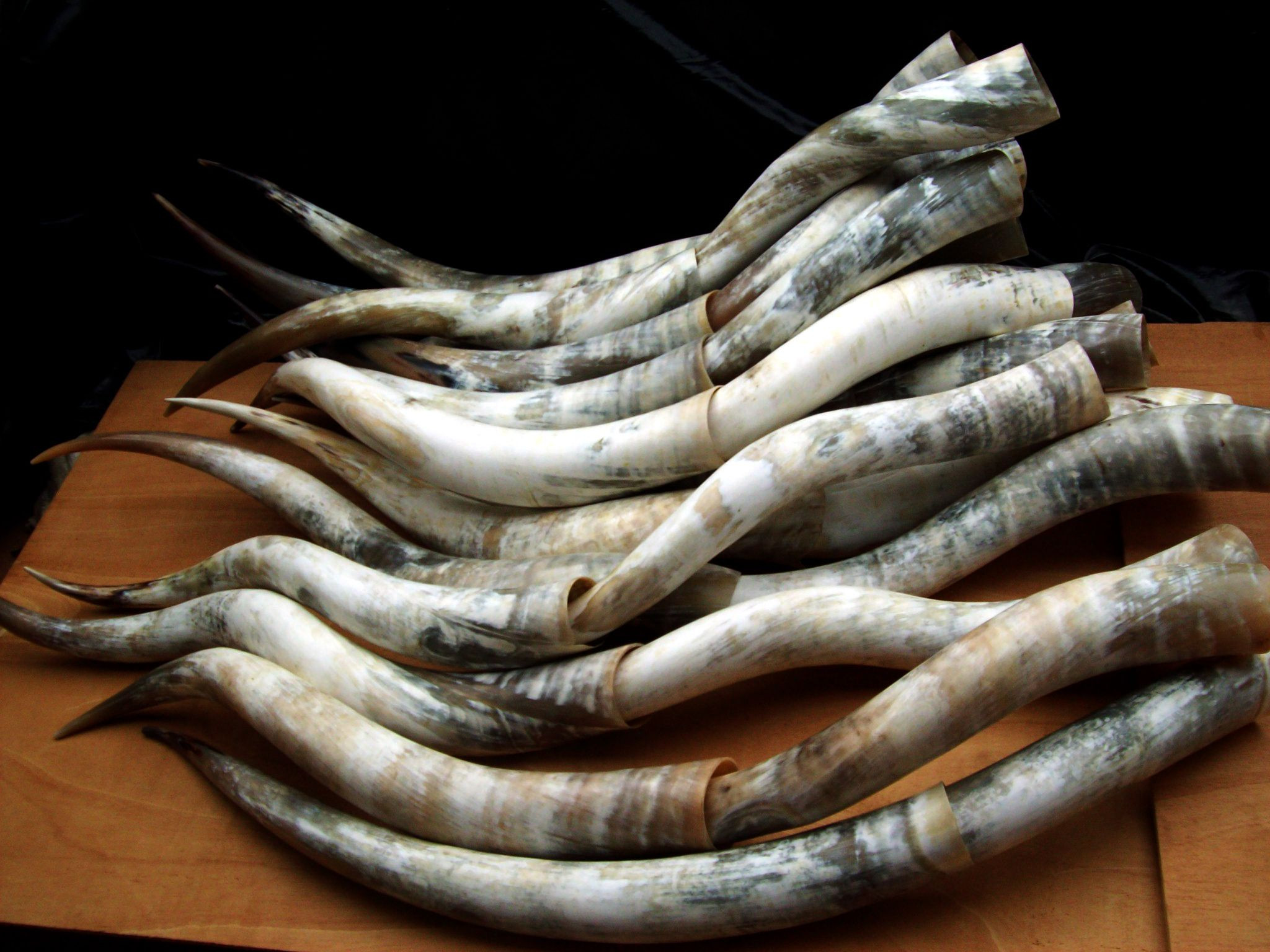Buy Polished Paired Cow Horn from Basic Agro Tech Nig Ltd, Nigeria ...