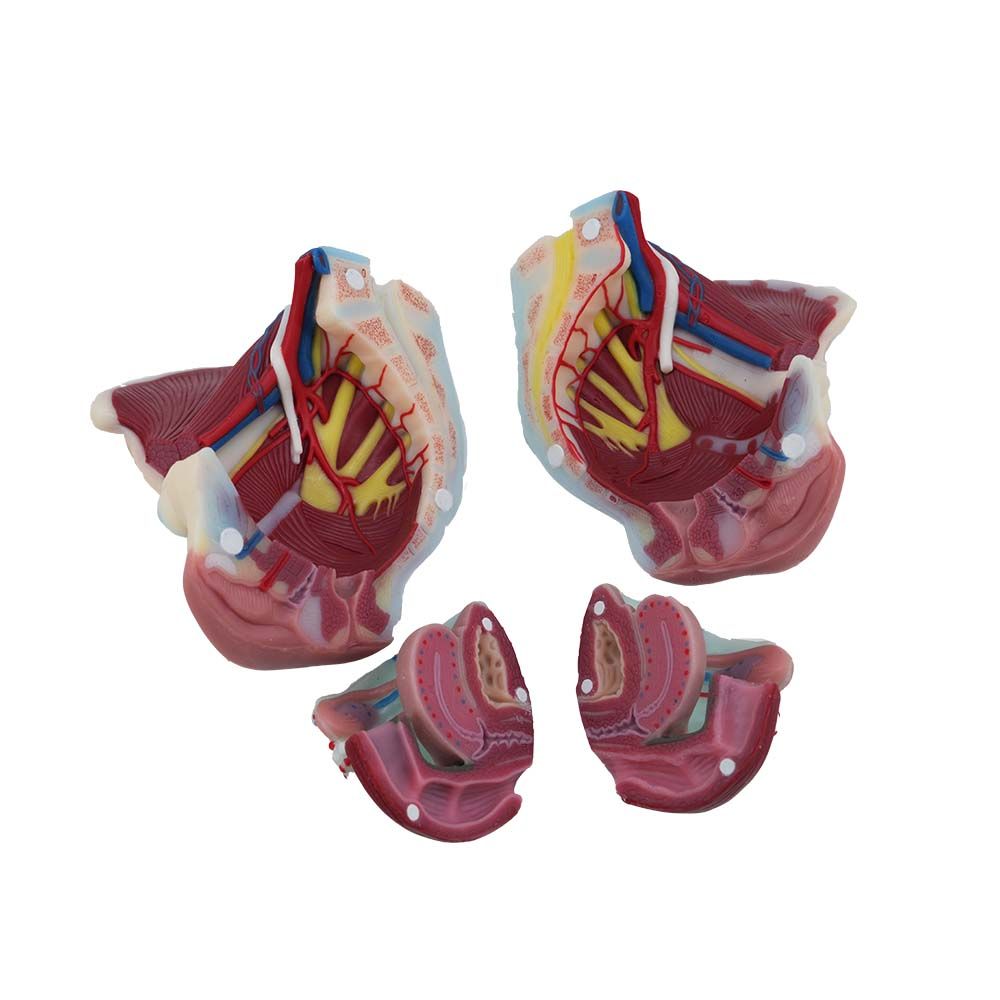 Buy Soft Simulated Female Pelvis With Muscles And Uterus Model from ...