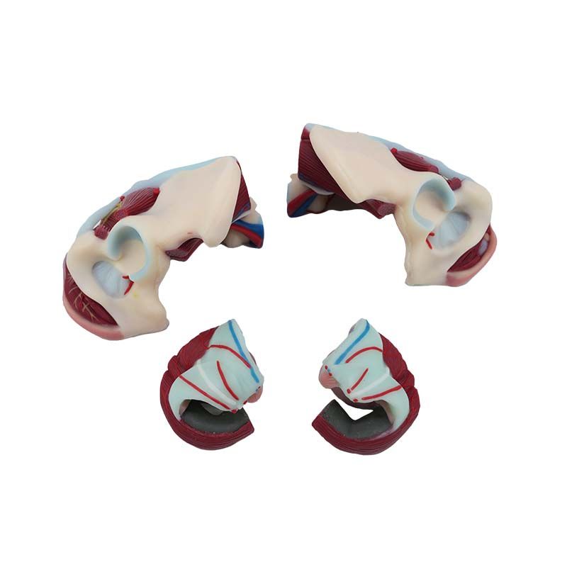 Buy Soft Simulated Female Pelvis With Muscles And Uterus Model from ...