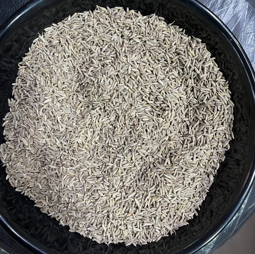 Buy Cumin Seeds from Expora - Aspirarch Market Platforms Pvt. Ltd ...