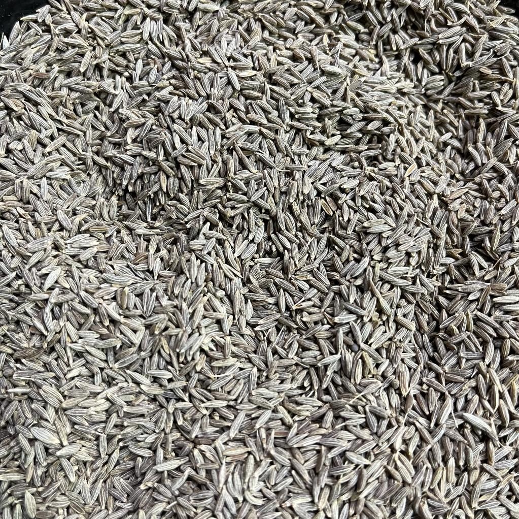 Buy Cumin Seeds from Expora - Aspirarch Market Platforms Pvt. Ltd ...