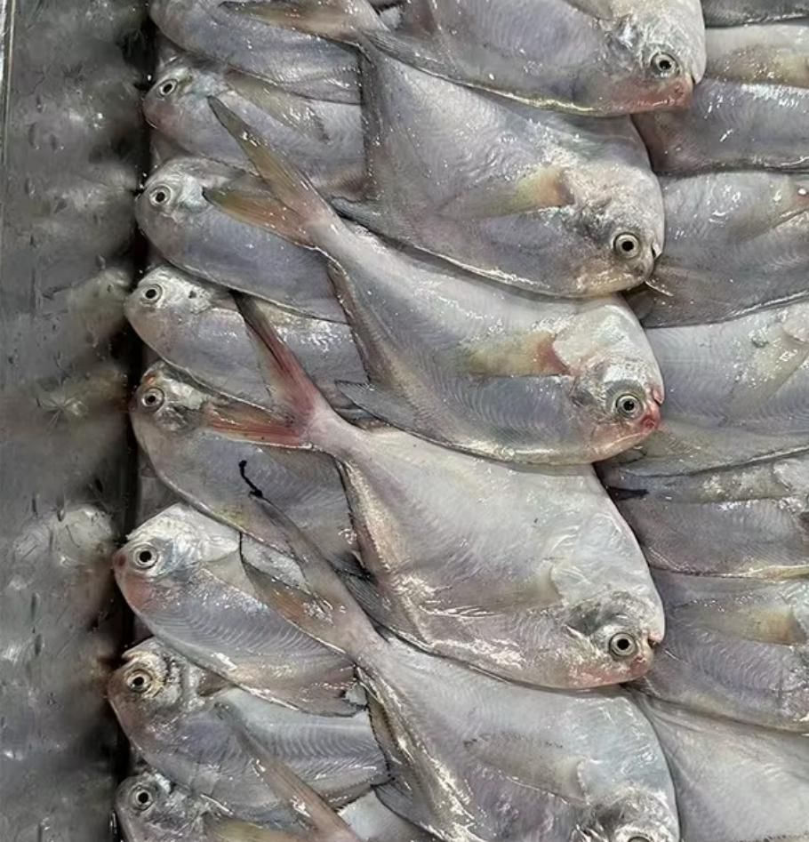 Buy Fresh Frozen Best Whole Big Large Round White Silver Sea Pomfret ...