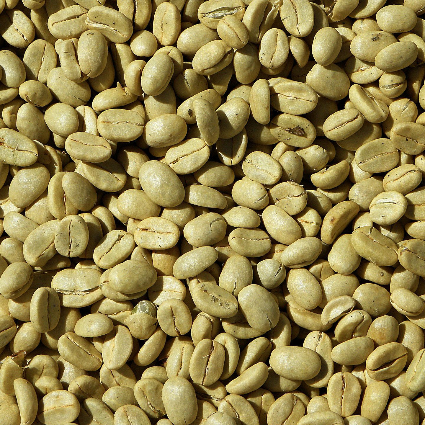 Buy Premium Robusta Coffee Bean With Rich Aroma And Bold Flavor Perfect ...