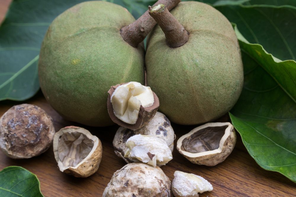 Buy Candle Nut / Kukui Nut from Toba Farm, Indonesia | Tradewheel.com
