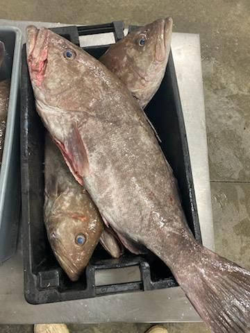 Buy Frozen Whole Grouper Fish For Export - Competitive Price from ...