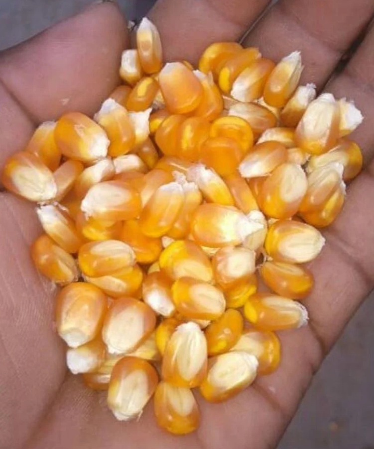 Buy Yellow Corn, Dry Yellow Maize from Vikas Enterprises, India ...