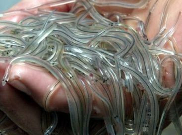 Buy Eel, Live Glass Eel from Farmers Cooperative, Nigeria | Tradewheel.com