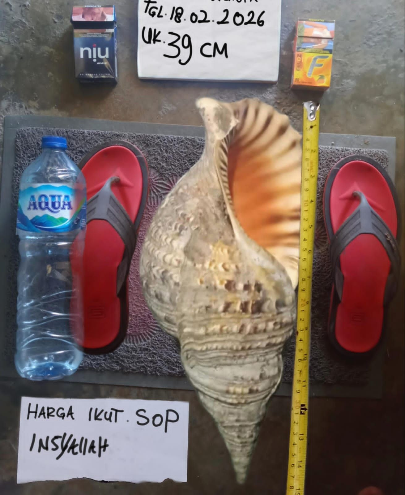 Buy Seashell Triton Corn Shell from Persaudaraan, Indonesia ...