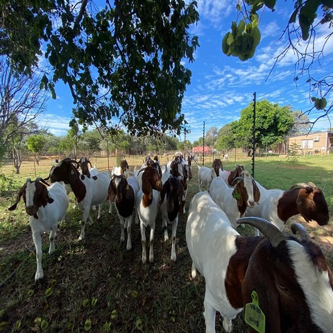 Buy Boer Goats / Saanen Goats / Anglo-nubian Goats from NK Agro Trade ...