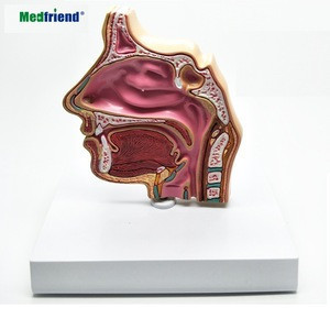 Buy Factory Price Anatomical Basic Sinus Model With Education Card from ...