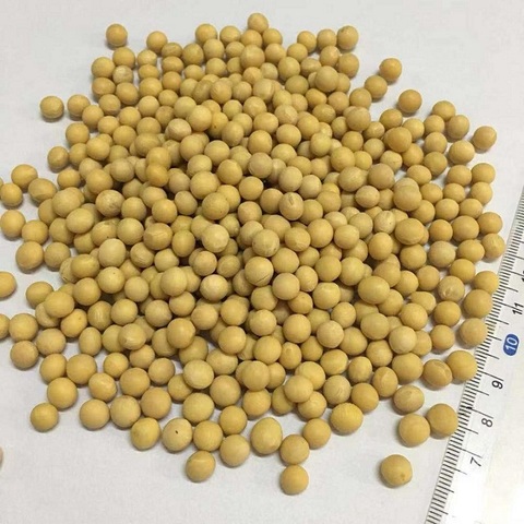 Buy Premium Quality Sweet Quality Soya Bean For Oil , Soybean , Soybean ...