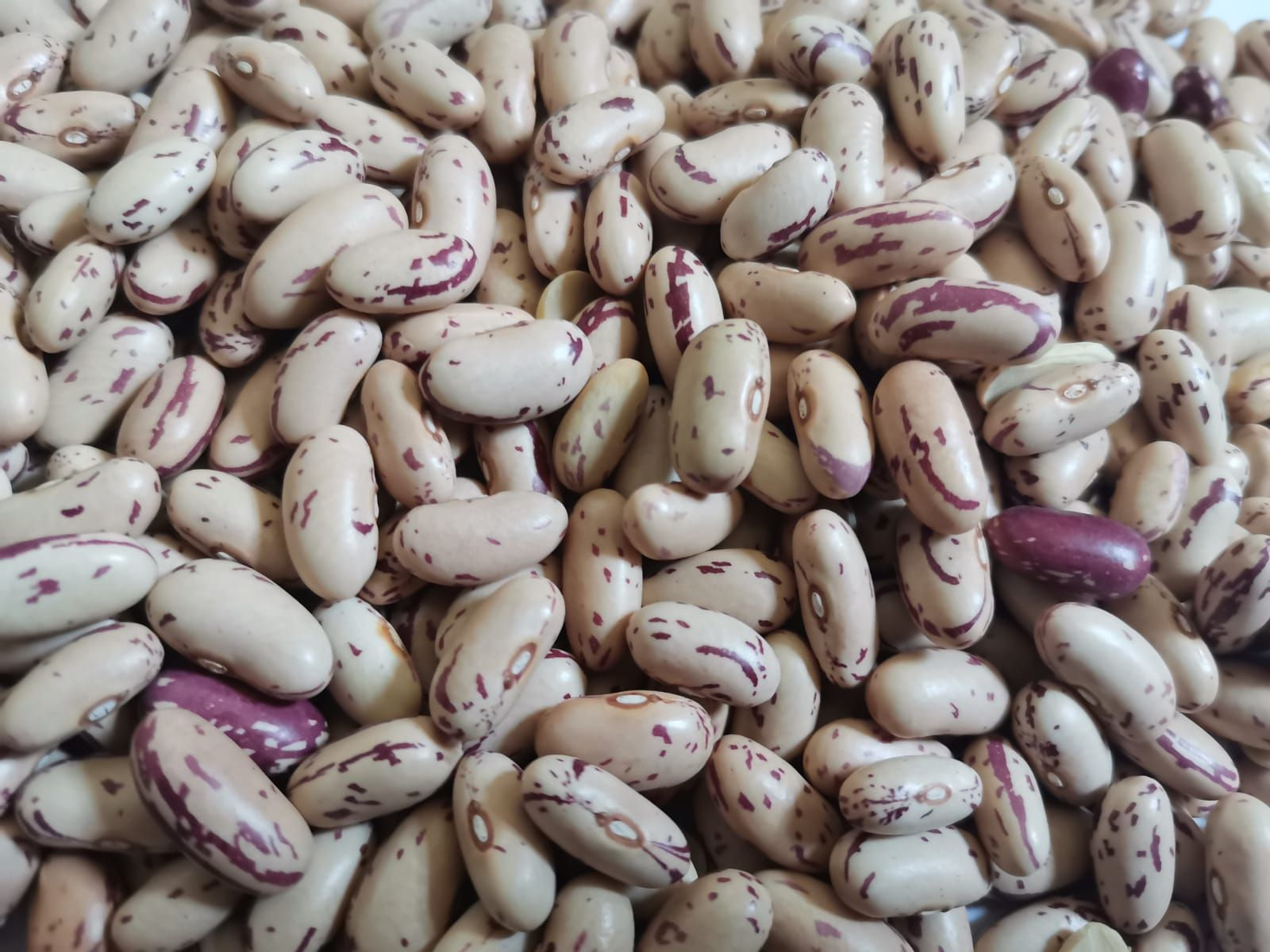 Buy Red Speckled Sugar Beans from House of Cashews, South Africa ...