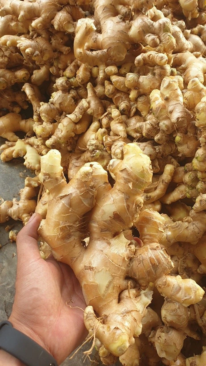 Buy Supplying Fresh Ginger/frozen Ginger/dry Ginger from Viet Khanh ...
