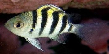 Buy Abudefduf Vaigiensis from vision world aquatis and seafood ltd ...