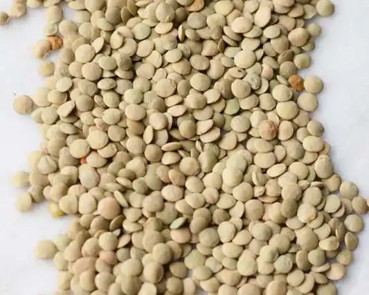 Buy Whole And Split Lentils from BB Group Company Limited, Lithuania ...