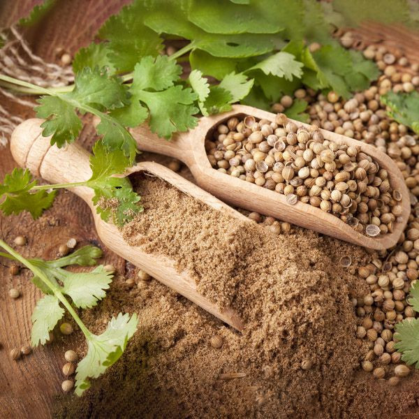Buy Indian Coriander from JVP General Trading LLC, United Arab Emirates ...