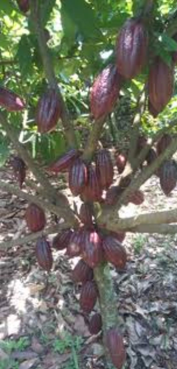 Buy Cocoa Beans from Power Capital, USA | Tradewheel.com