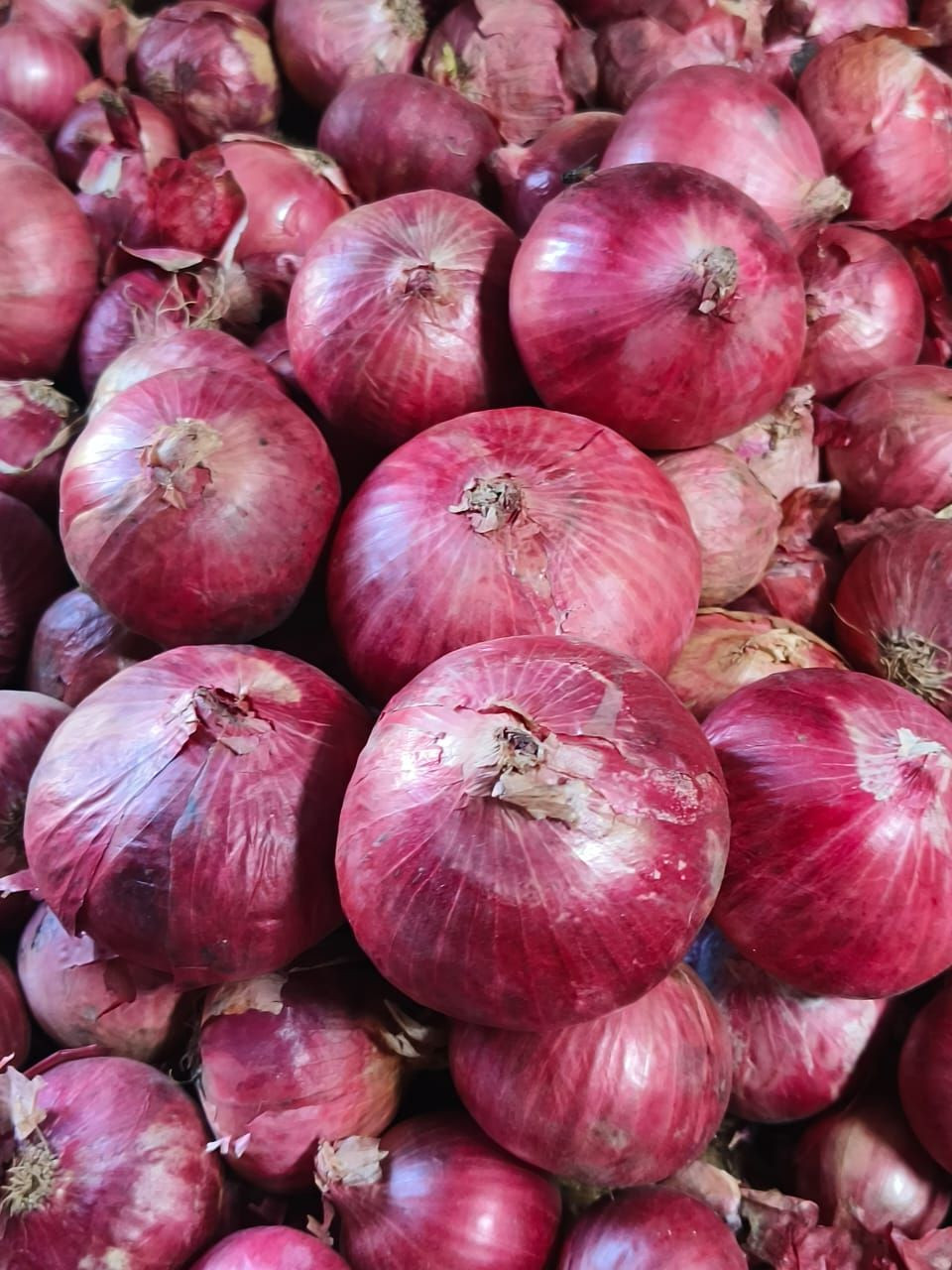 Buy Fresh Onion from IMTIAZ ENTERPRISES, Pakistan | Tradewheel.com
