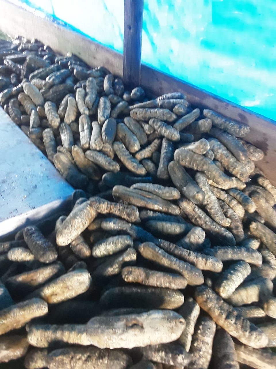 Buy Sea Cucumber, Gamat , Jelly from PT. Cahaya Sukma Aji, Indonesia ...