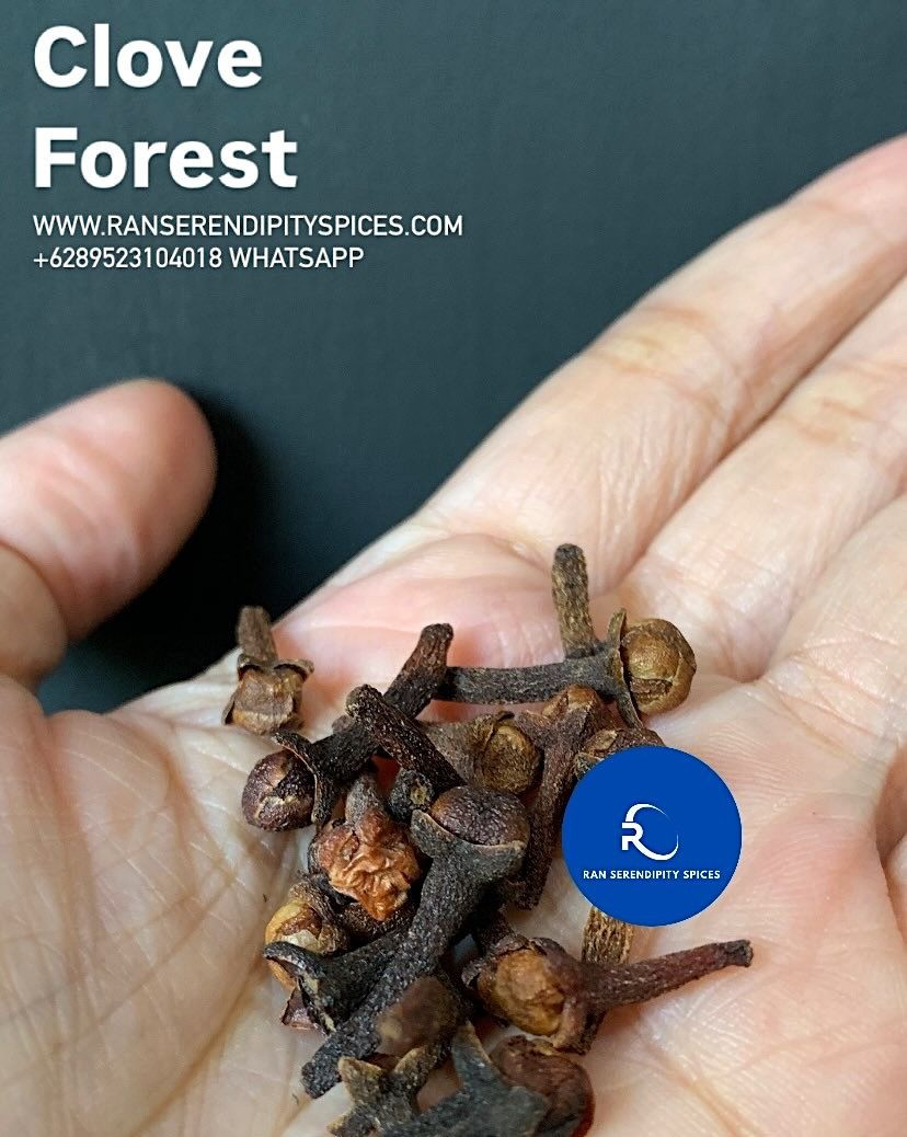 Buy Clove Forest Maluku Indonesia from RAN SERENDIPITY SPICES, Indonesia | Tradewheel.com