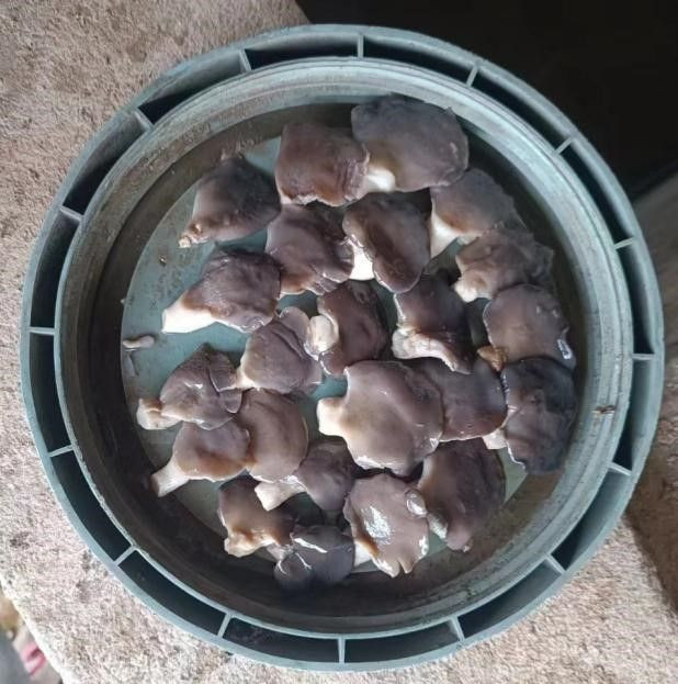 Buy Sheepshead Mushrooms from Handan Feixiang district Fengsheng ...