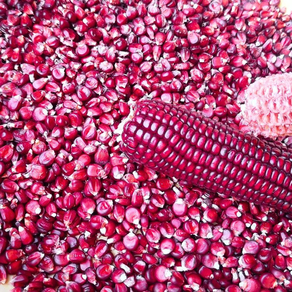 Buy Premium Red Corn For Food & Feed – Non-gmo, High-quality Grade from ...