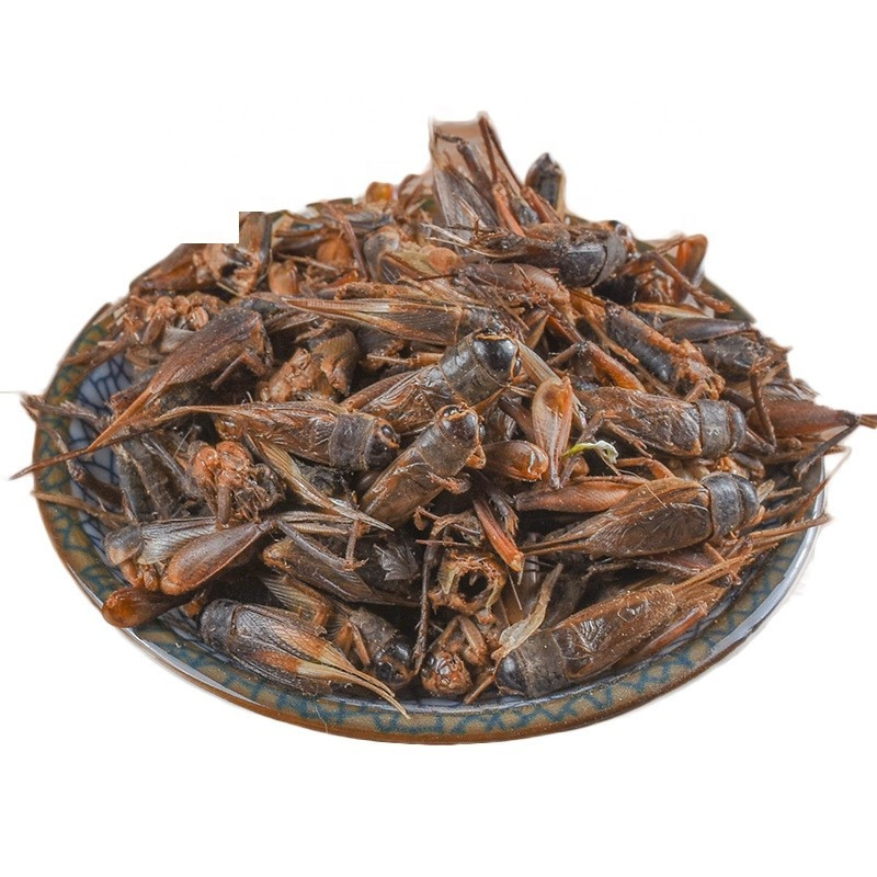 Buy 10030 Xi Shuai Natural Dried Wild Gryllolaptaptidae Chinese Mole ...