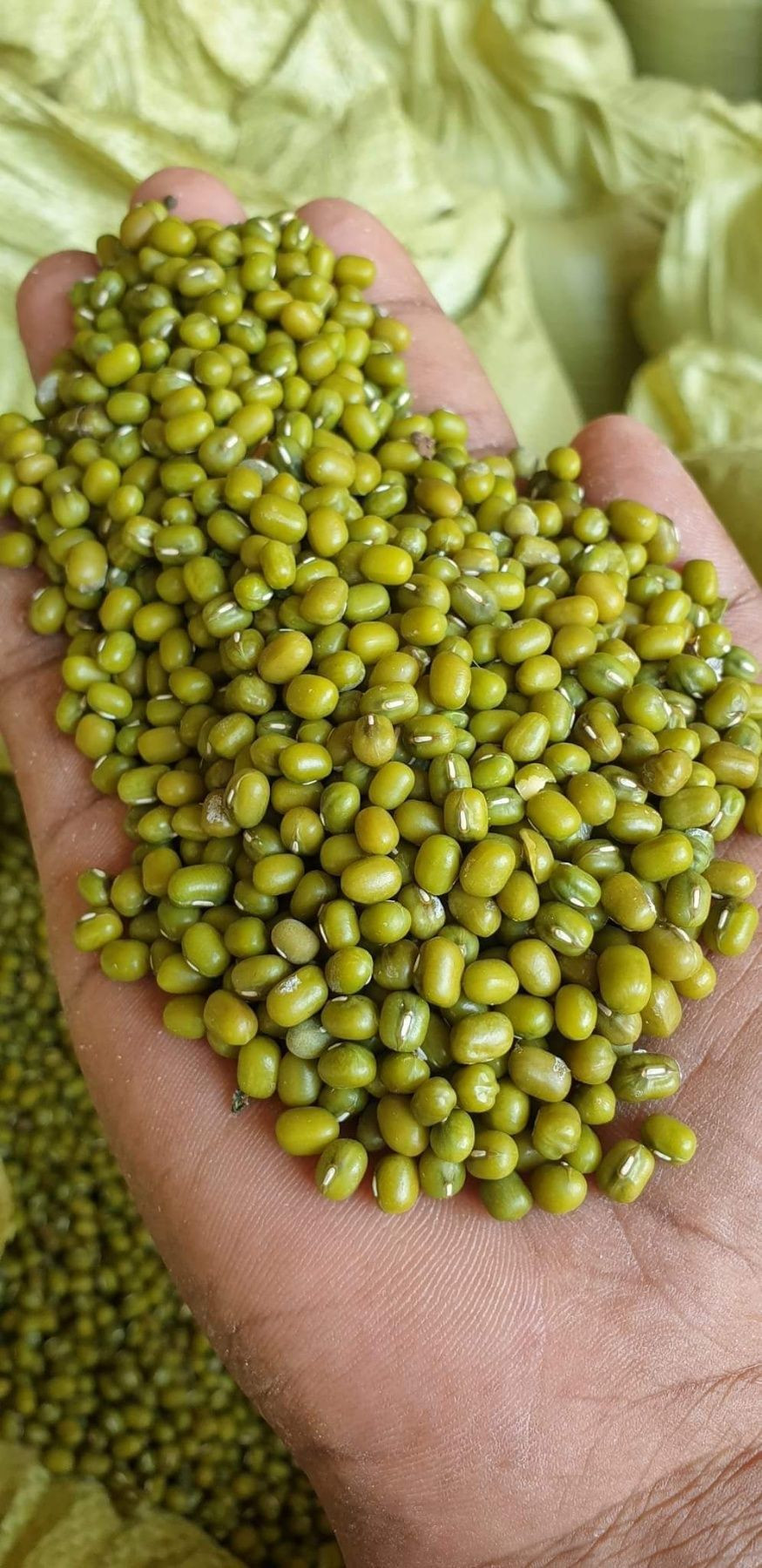 Buy Green Mung Beans from MIN LATT COMPANY LIMITED, Myanmar ...