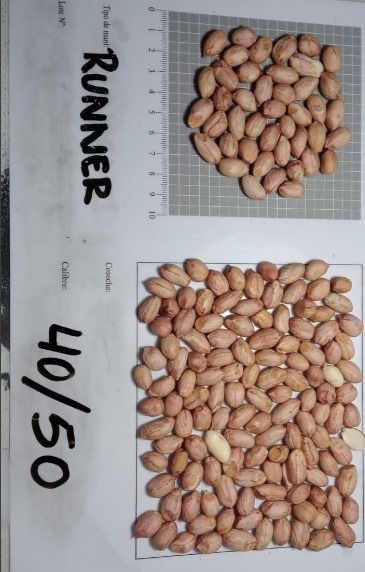 Buy High Quality Peanuts from Cultivex Global Trade, Argentina ...