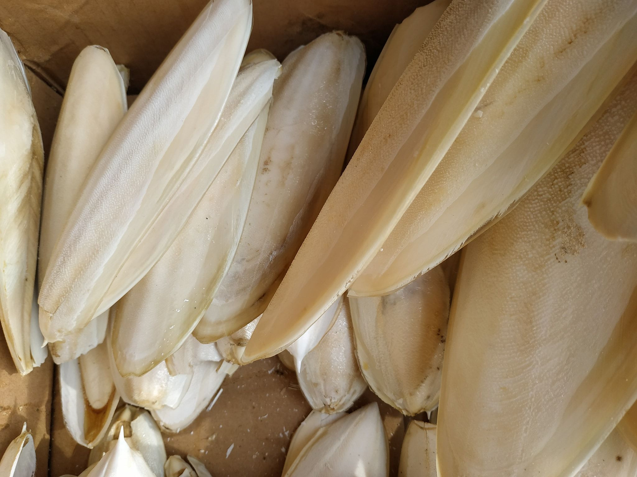 Buy Dried Quality Cuttlefish Bone Competitive Price from Phu Hai Minh ...