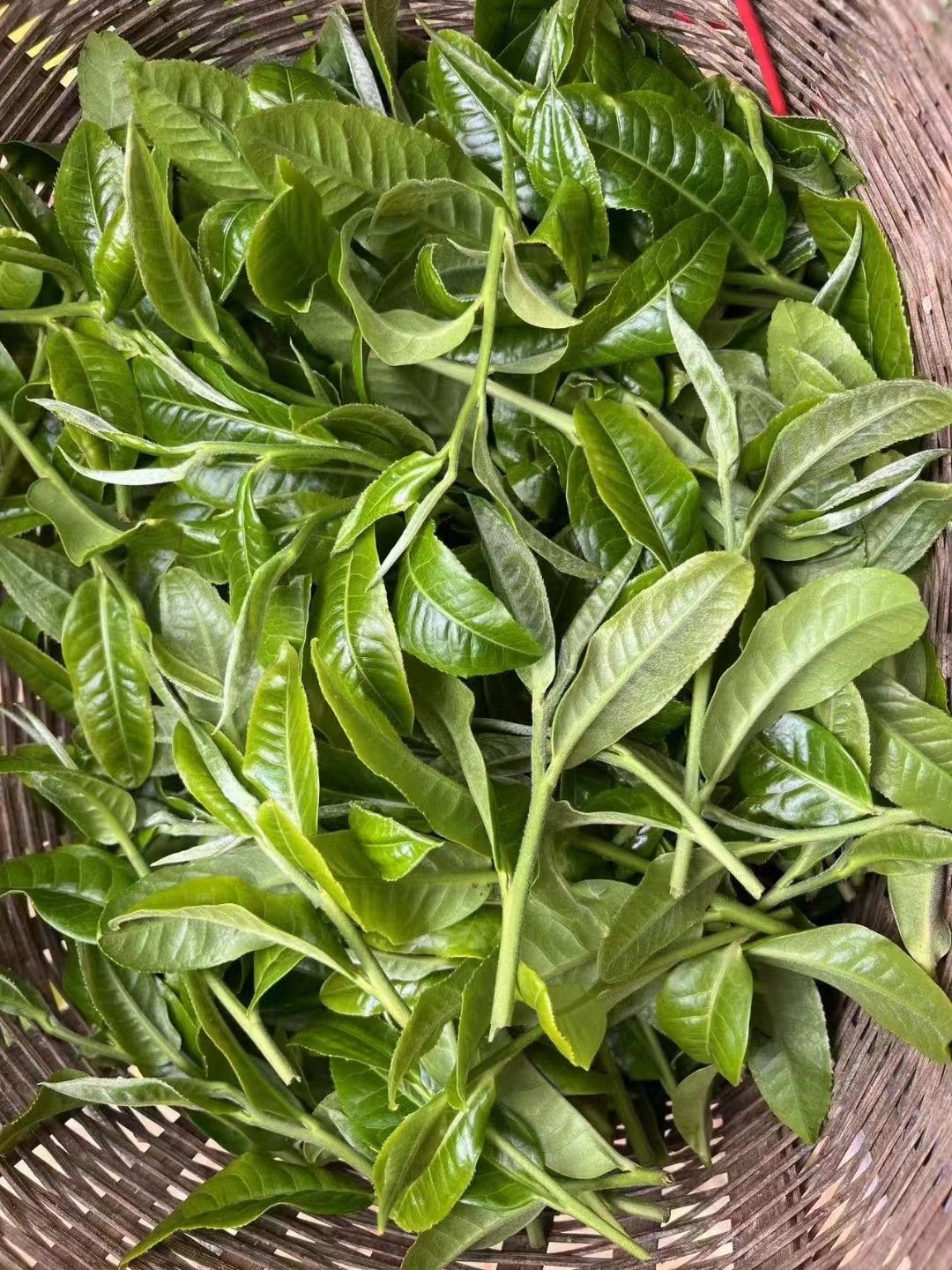 Buy Rare Aged Pu-erh Tea From Ancient Yunnan Trees: Exceptional Flavor ...