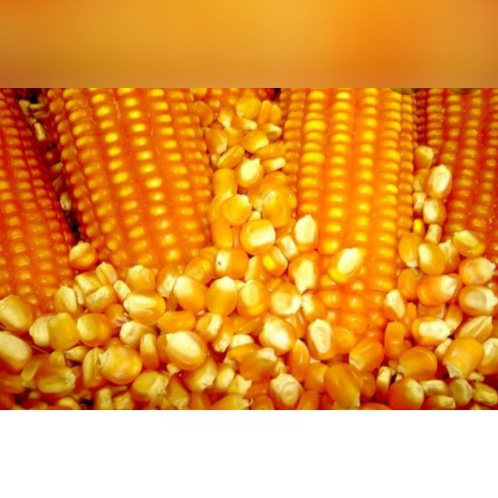 Buy Yellow Corn from Gotsmart Concept Ltd., Nigeria | Tradewheel.com
