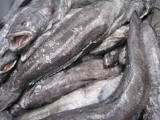 Buy Patagonian Toothfish from Chilean Source, Chile | Tradewheel.com