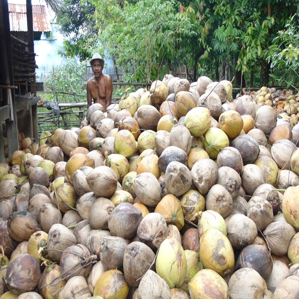 Buy Top Class Husked Coconut In Good Price from CV. ANUGERAH CIPTA RAYA ...