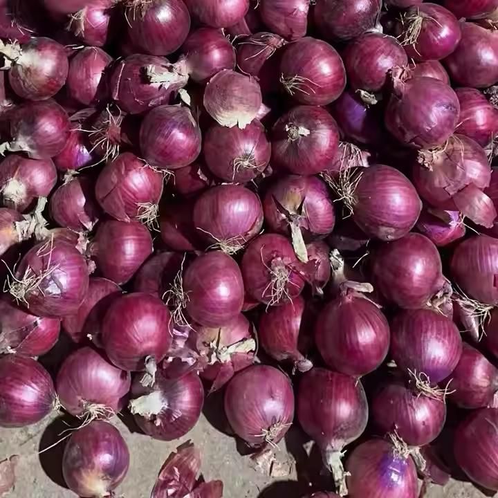 Buy Premium Quality Red Onions – Fresh & Naturally Grown from AGRO ...