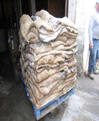 Buy Cow Hides Skin Wholesale, Cow Hide Suppliers from CARL MARKETING ...