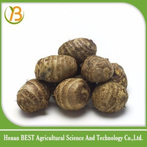 Buy New Crop Fresh Taro Price For Sale/frozen Taro And Fiji Taro Form ...