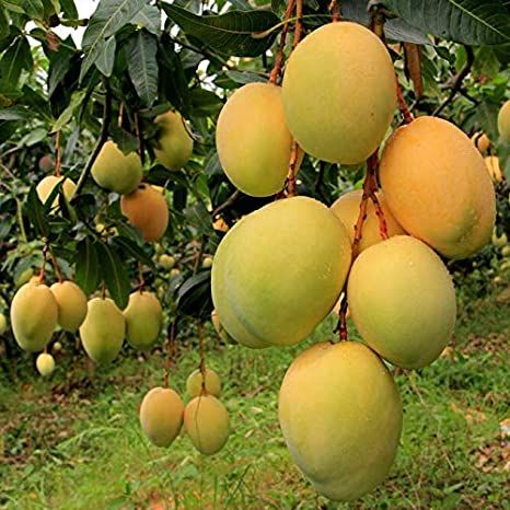 Buy Fresh Mango For Sale from Azun Trading Company, Kenya | Tradewheel.com