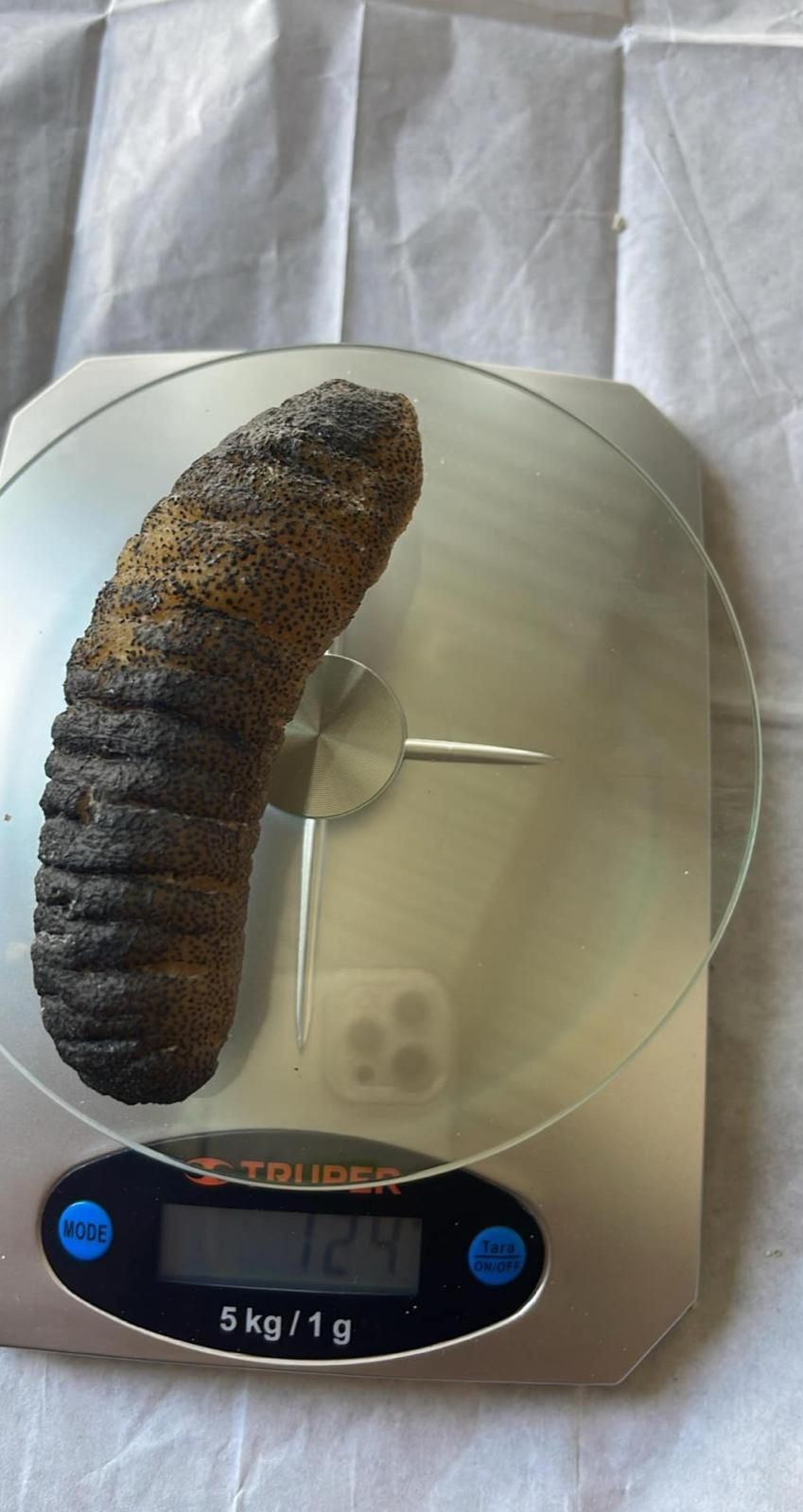 Buy Premium Dried Sea Cucumber (sandfish / Holothuria Scabra / Bech De ...