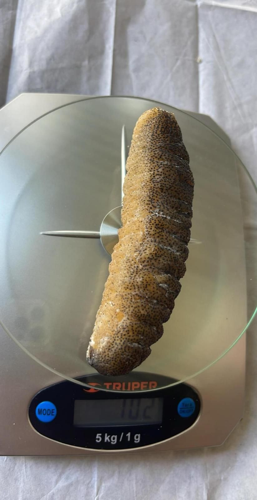 Buy Premium Dried Sea Cucumber (sandfish / Holothuria Scabra / Bech De ...