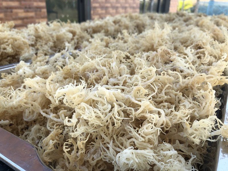 Buy Dried Eucheuma Cottonii Seaweed / Irish Moss / Seamoss From Vietnam ...