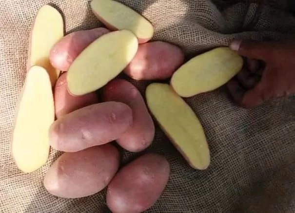Buy Fresh Potatoes Standard Weight from Jackpot Cashew Nuts Industries ...