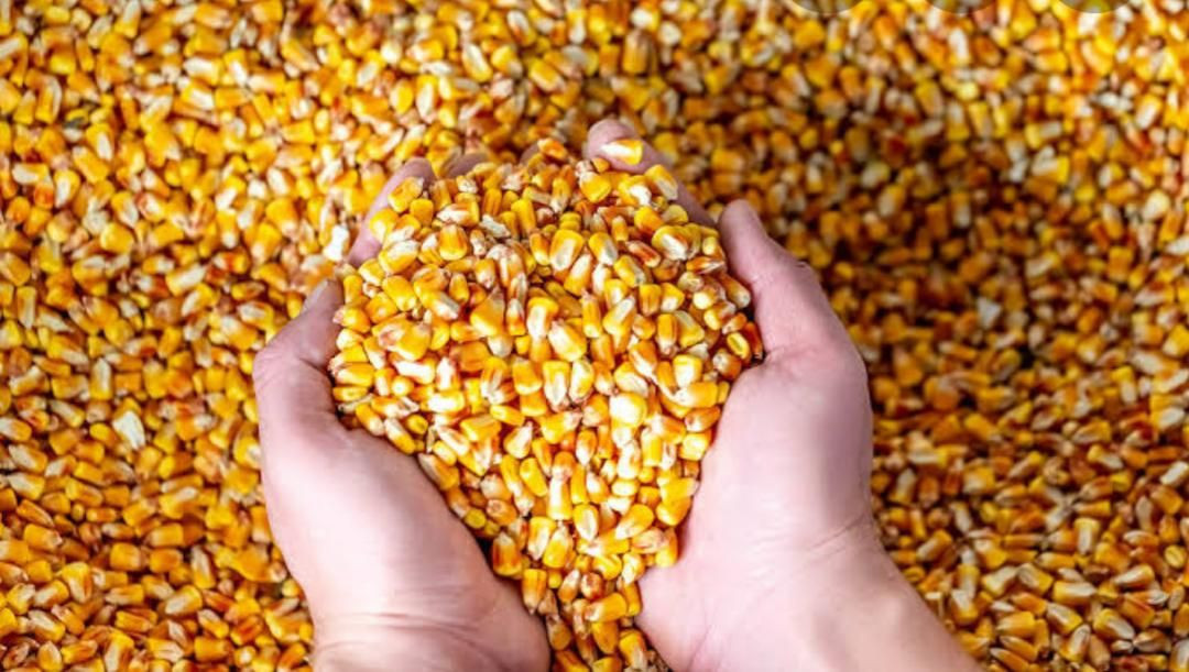Buy Quality Maize Corn For Human Consumption & Animal Feed from Hedmee ...