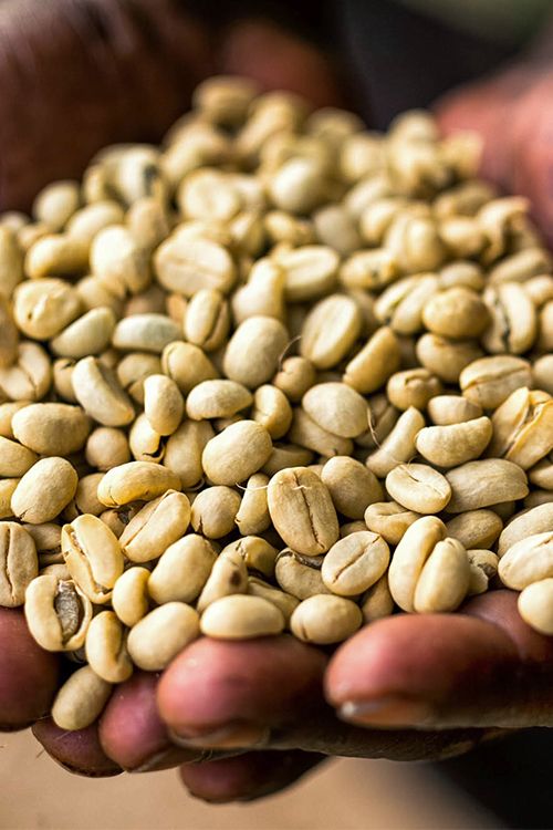Buy Ethiopian Arabica Coffee from Hamer Coffee, Ethiopia | Tradewheel.com
