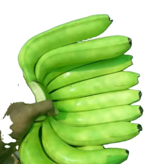 Buy Cavendish Banana Best Quality Premium Grade Common Cultivation Type ...
