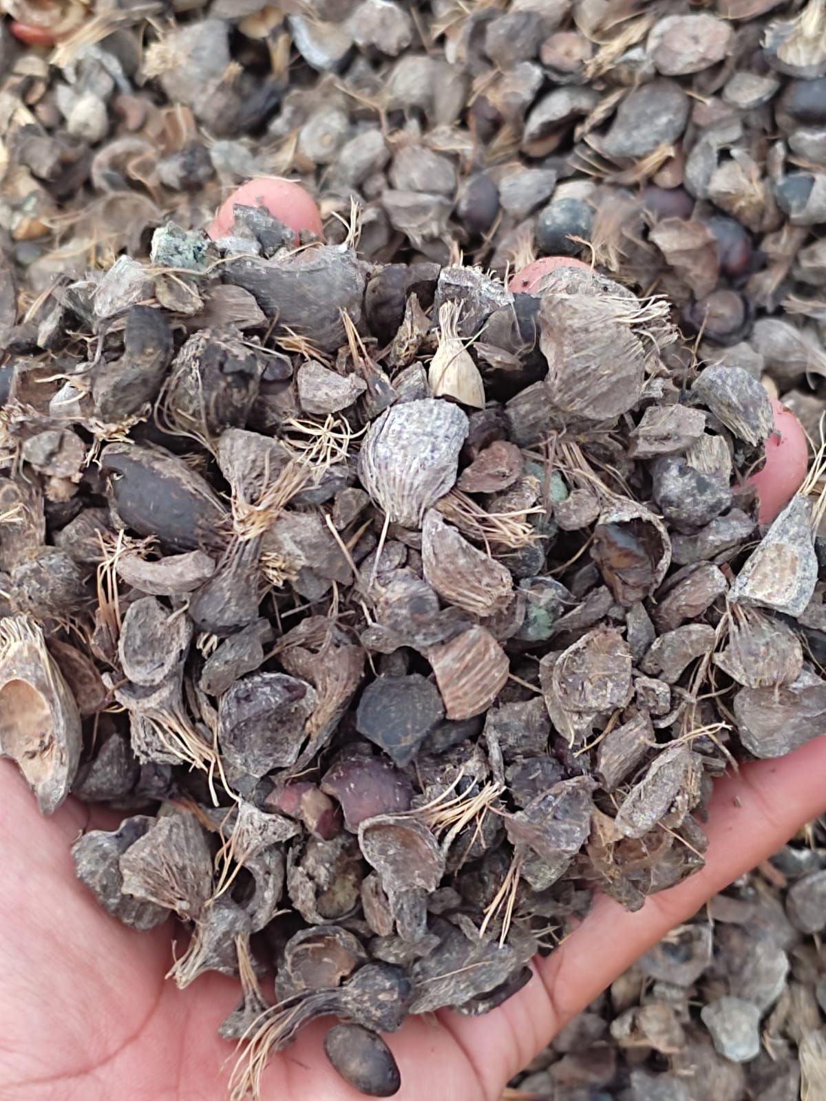 Buy Palm Kernel Shell from Kathari Indonesia, Indonesia | Tradewheel.com