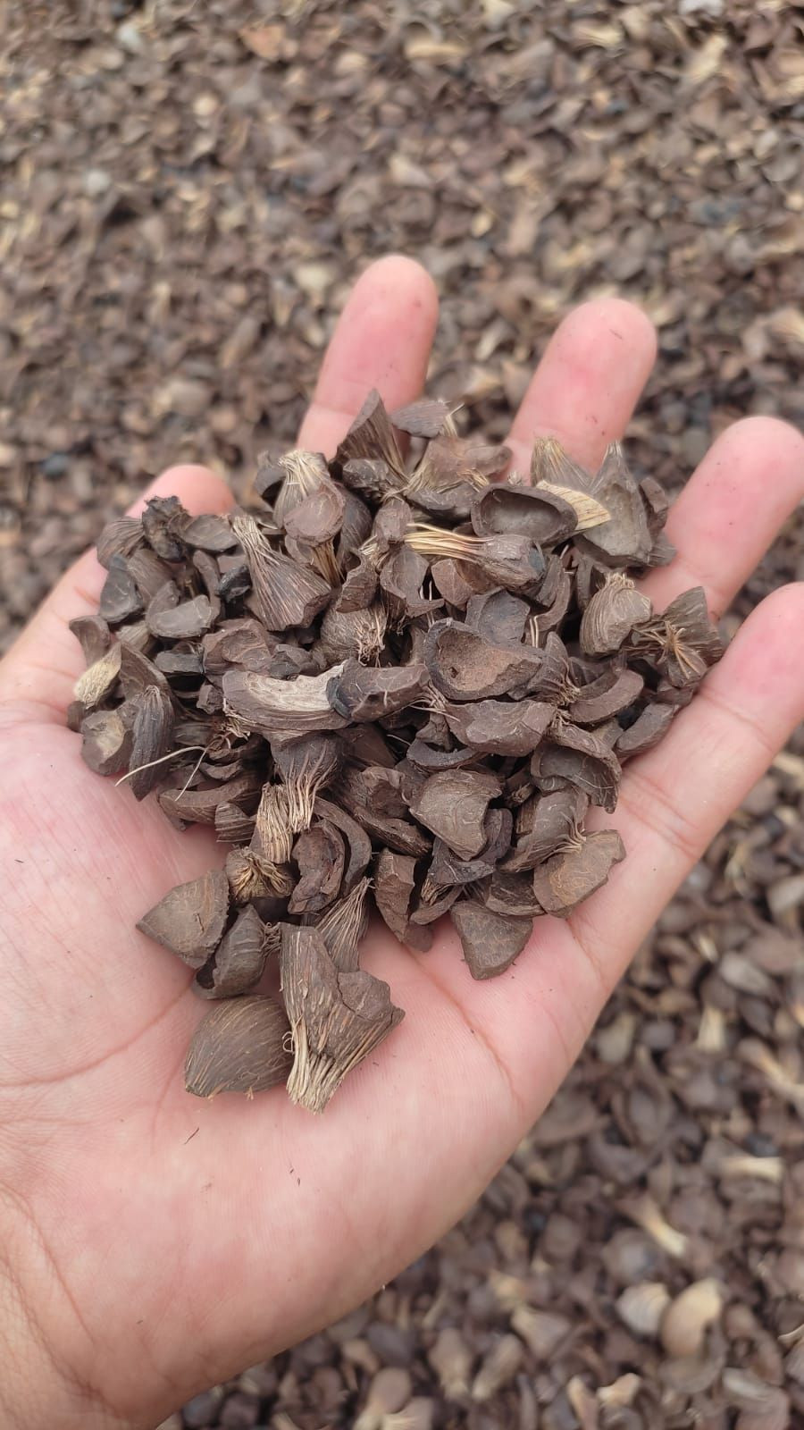Buy Palm Kernel Shell from Kathari Indonesia, Indonesia | Tradewheel.com