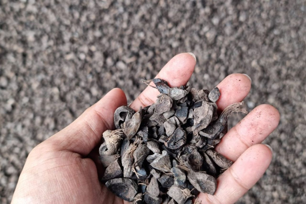 Buy Palm Shell from Kinana, Indonesia | Tradewheel.com