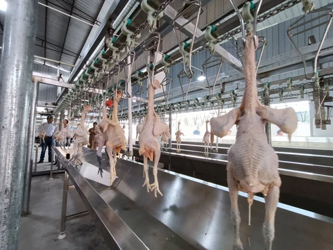 Buy Chicken Duck Slaughtering Processing Line For Slaughterhouse from ...